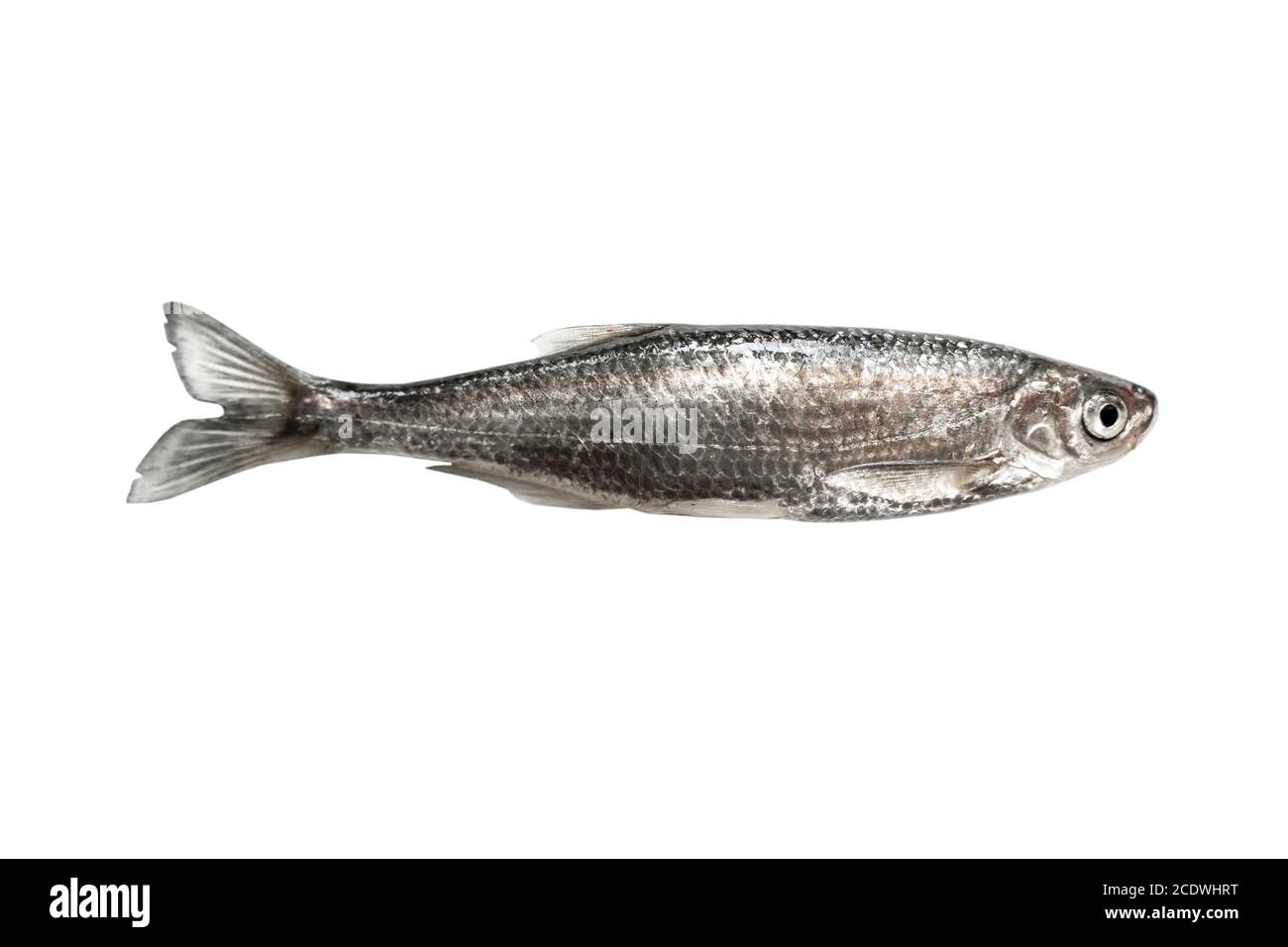 Fresh fish isolated on a white background. Fresh wild freshwater fish ...