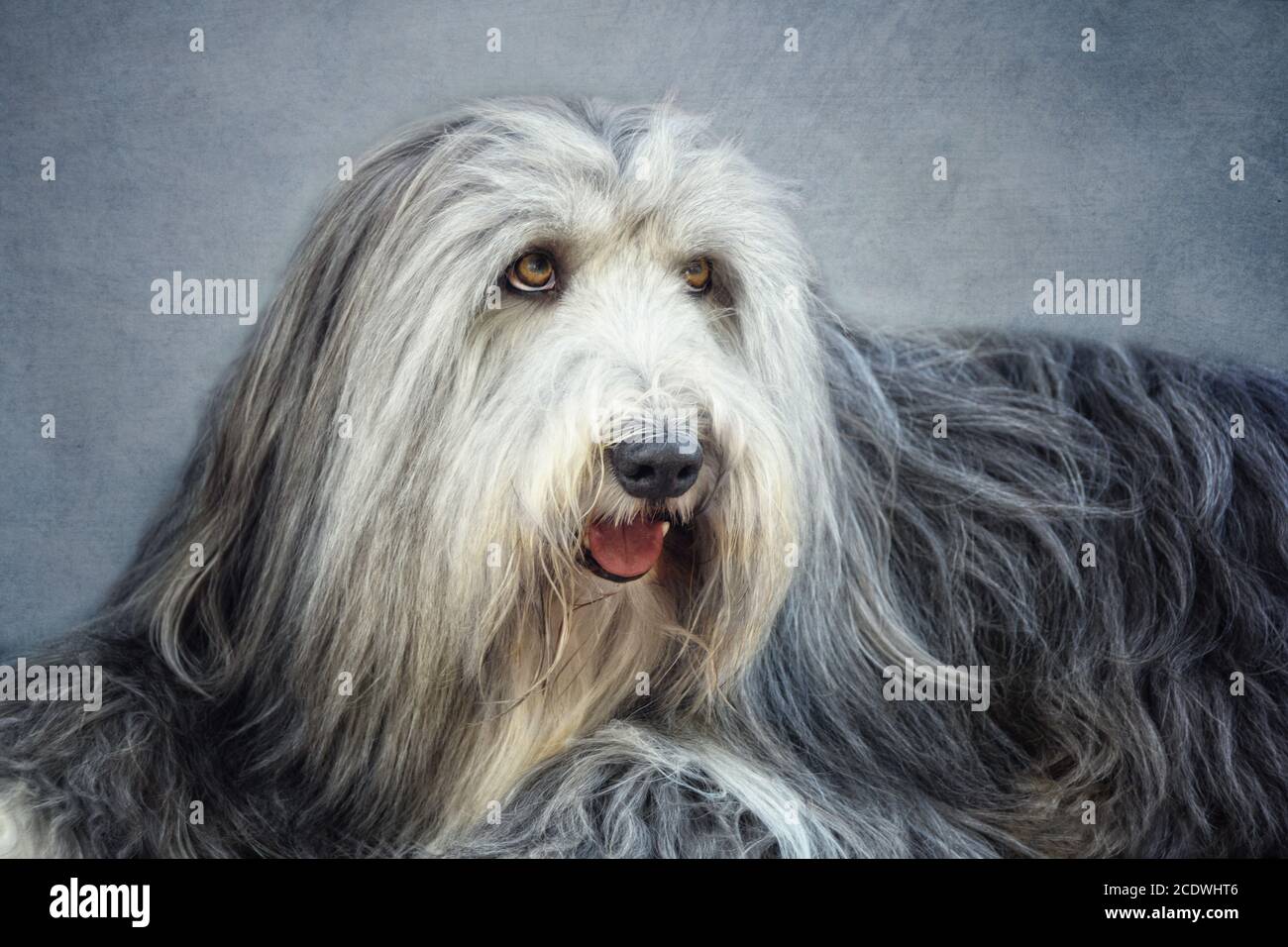 Bearded collie hi-res stock photography and images - Alamy