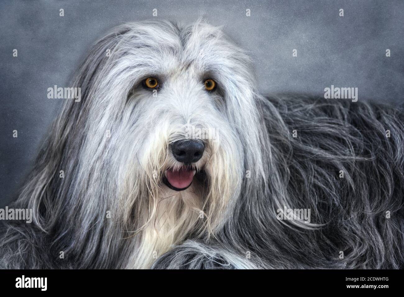 Bearded sheepdog hi-res stock photography and images - Alamy