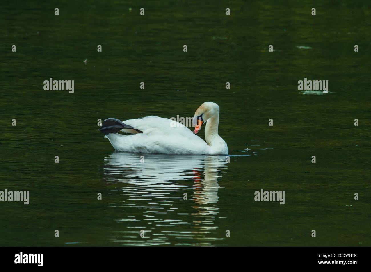 Backwell lake nature reserve Stock Photo - Alamy