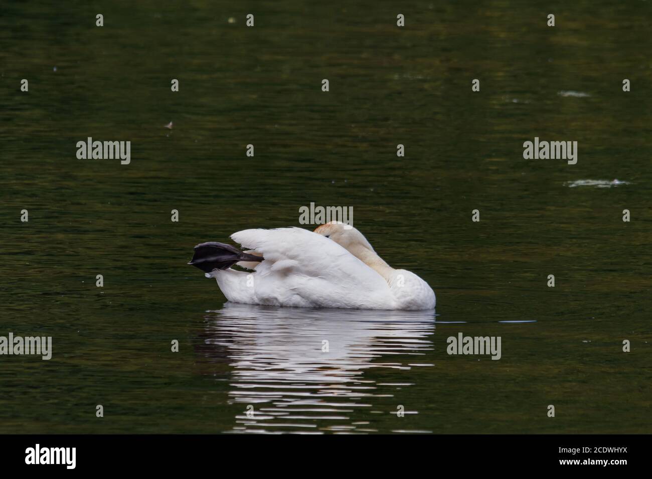 Backwell lake nature reserve Stock Photo - Alamy