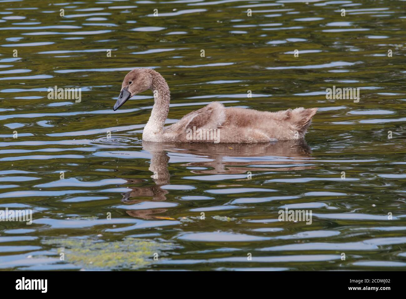 Cygnet color hi-res stock photography and images - Alamy