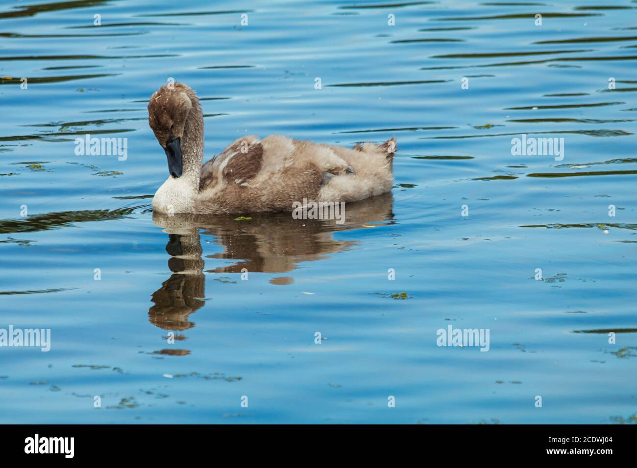 Backwell lake hi-res stock photography and images - Alamy