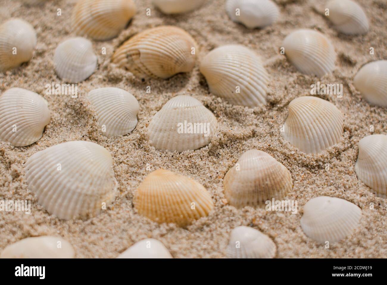 Closeup shot beautiful seashells hi-res stock photography and images ...