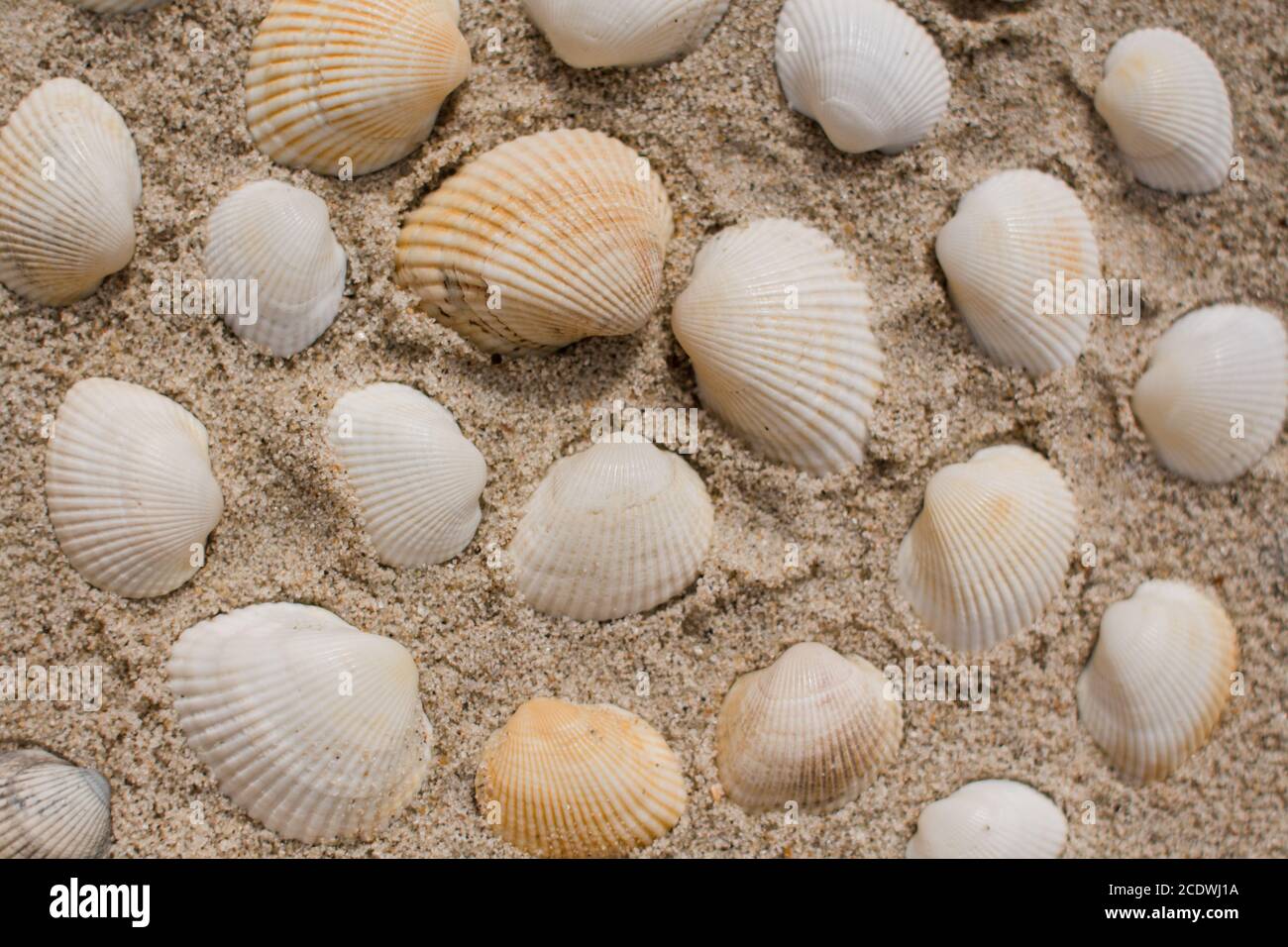 a seashells in the sand on the seashore Stock Photo - Alamy