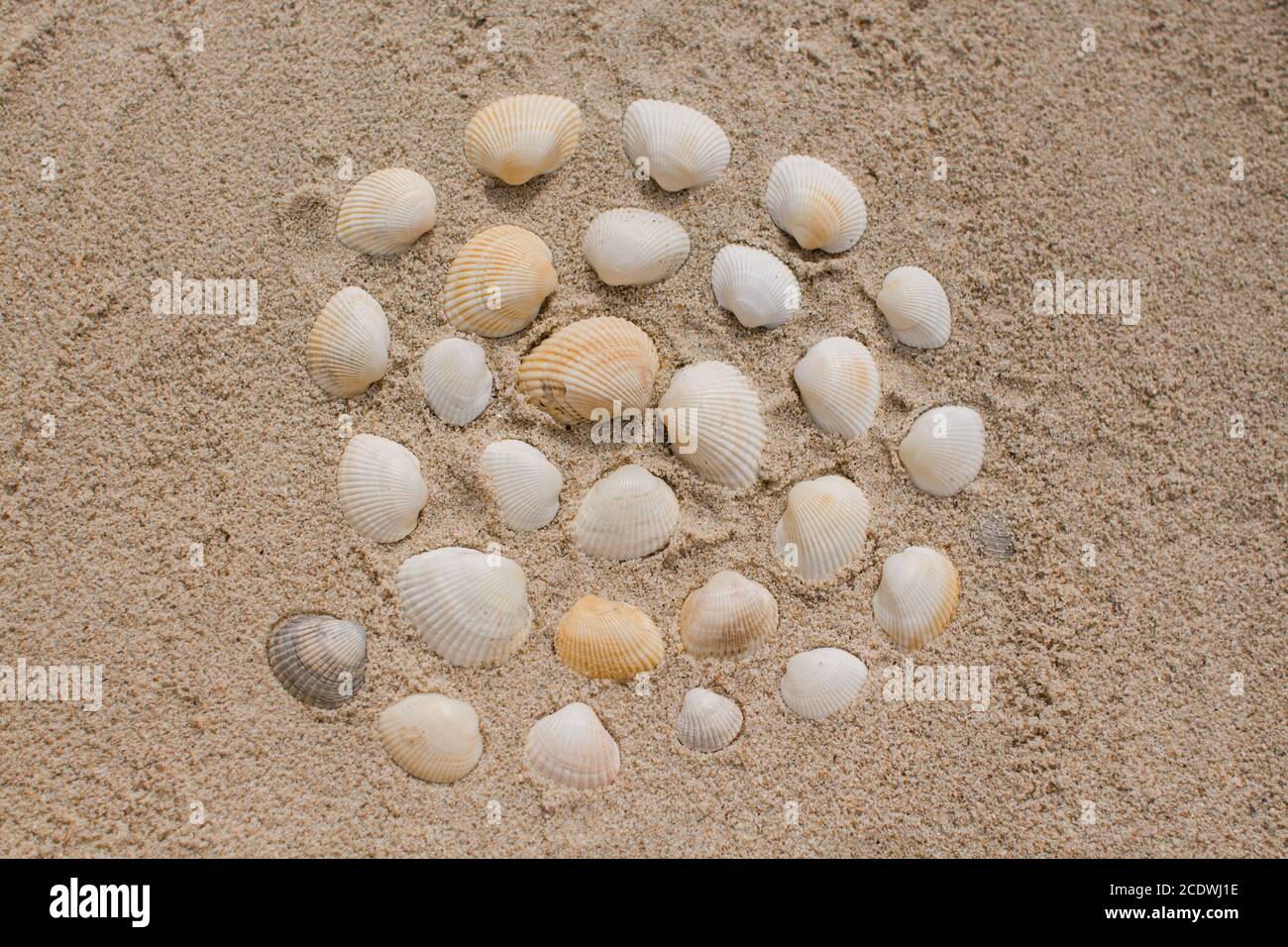 a seashells in the sand on the seashore Stock Photo - Alamy