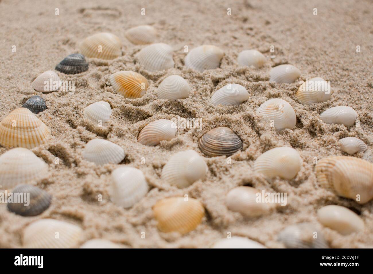a seashells in the sand on the seashore Stock Photo - Alamy