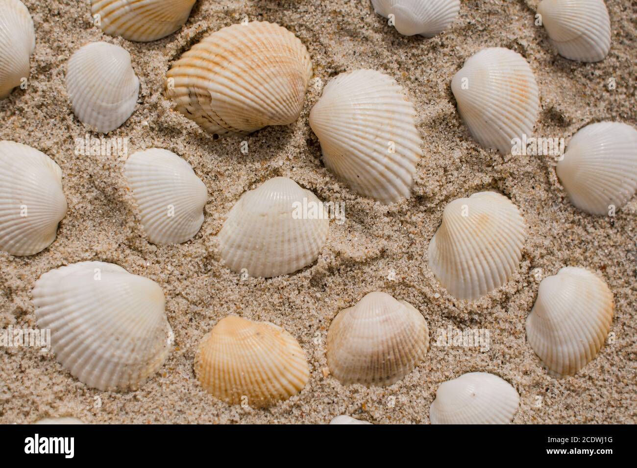a seashells in the sand on the seashore Stock Photo - Alamy