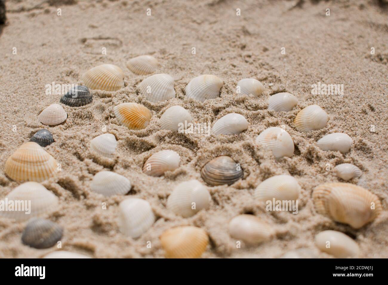 a seashells in the sand on the seashore Stock Photo - Alamy