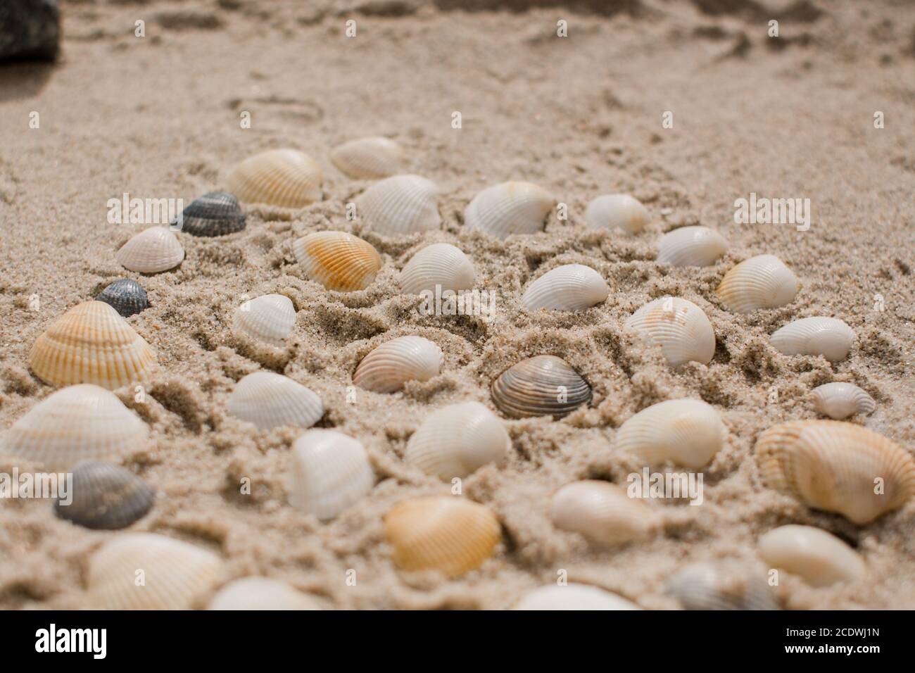 a seashells in the sand on the seashore Stock Photo - Alamy