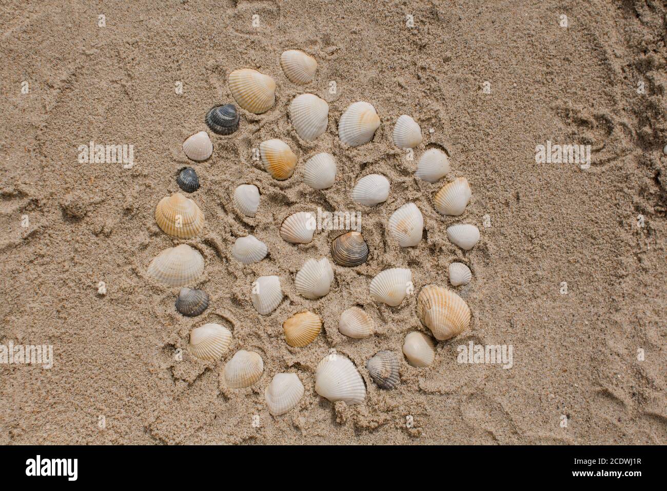 a seashells in the sand on the seashore Stock Photo - Alamy