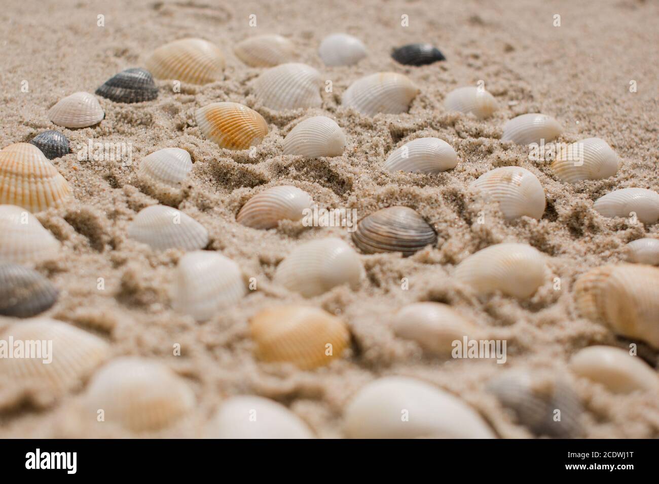 Closeup shot beautiful seashells hi-res stock photography and images ...