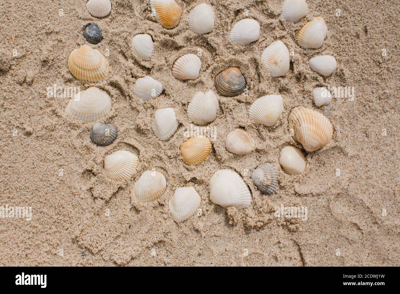 a seashells in the sand on the seashore Stock Photo - Alamy