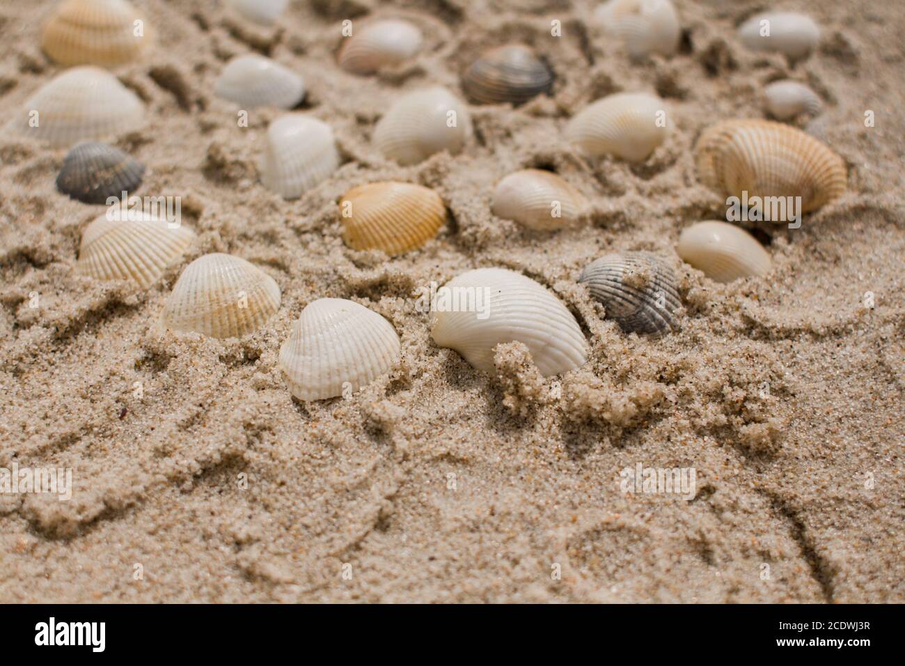 a seashells in the sand on the seashore Stock Photo - Alamy