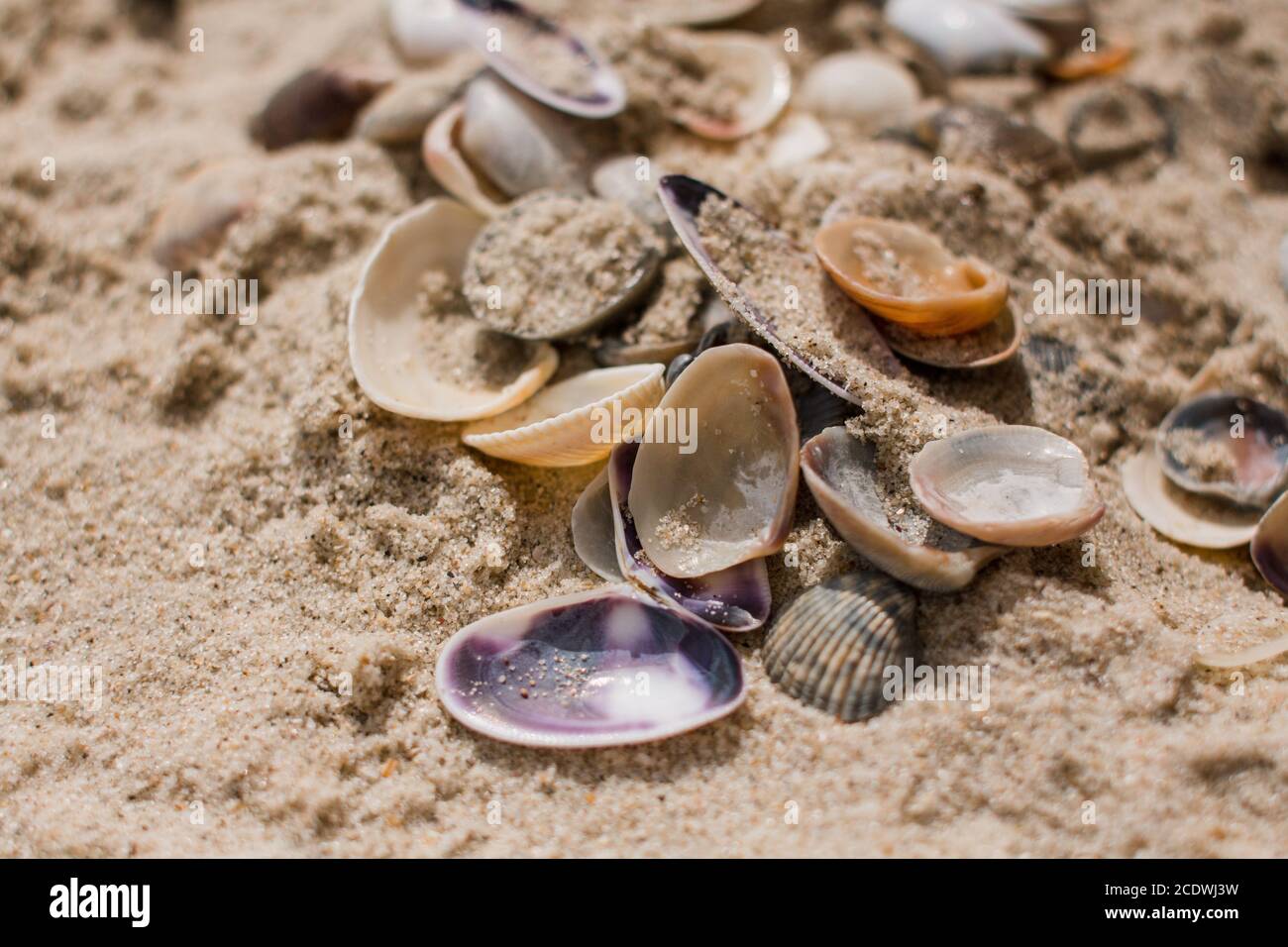 a seashells in the sand on the seashore Stock Photo - Alamy