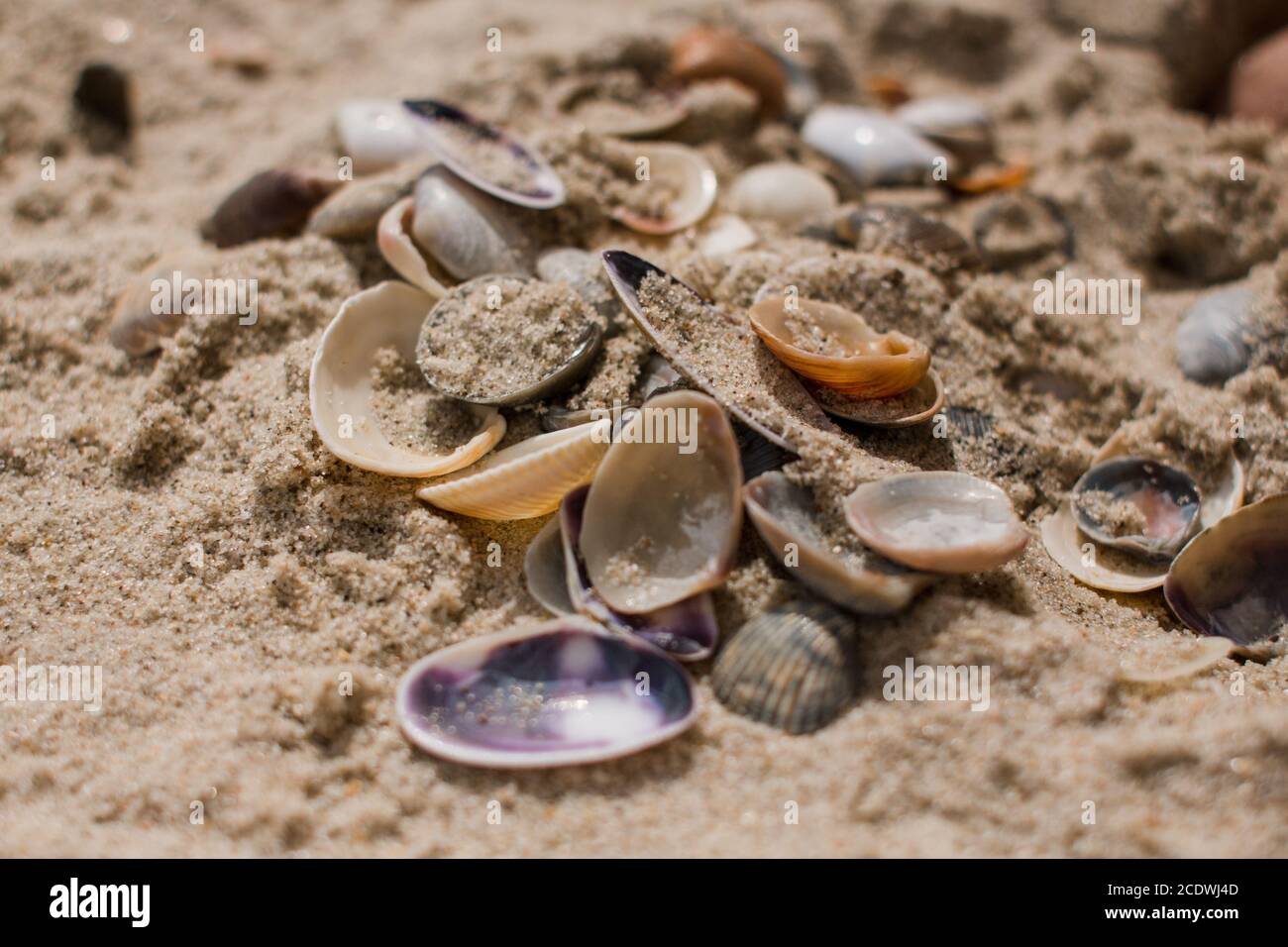 a seashells in the sand on the seashore Stock Photo - Alamy