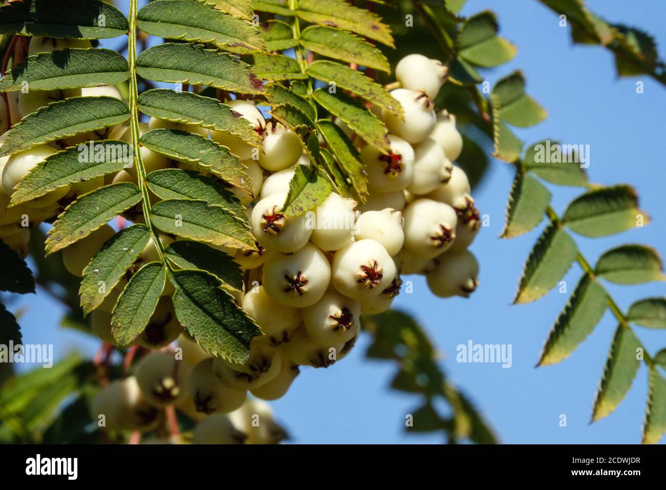 Mountain-ash White berry rowan Sorbus fruticosa Stock Photo - Alamy