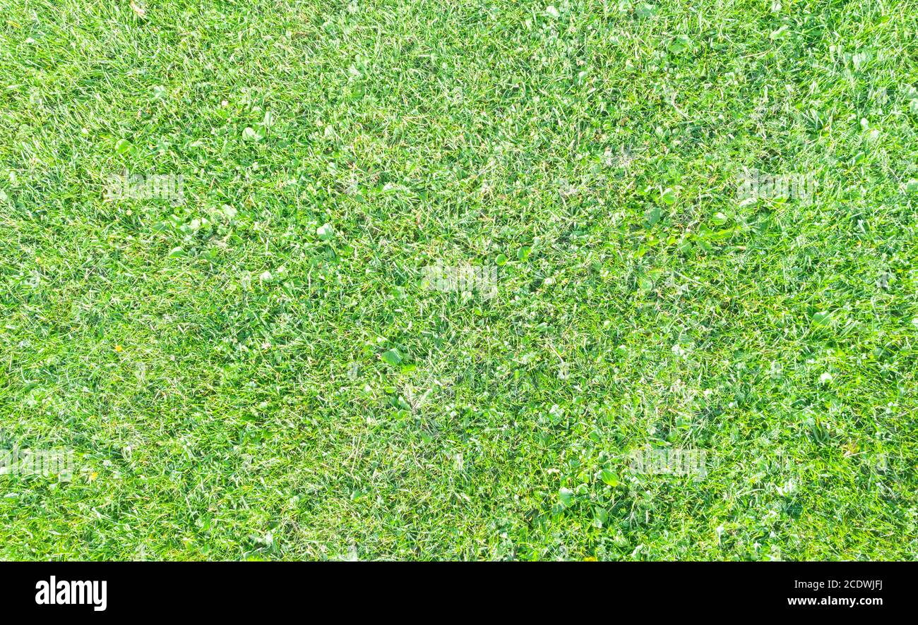 Top view of green fresh summer lawn. Aerial view from the drone. Green ...