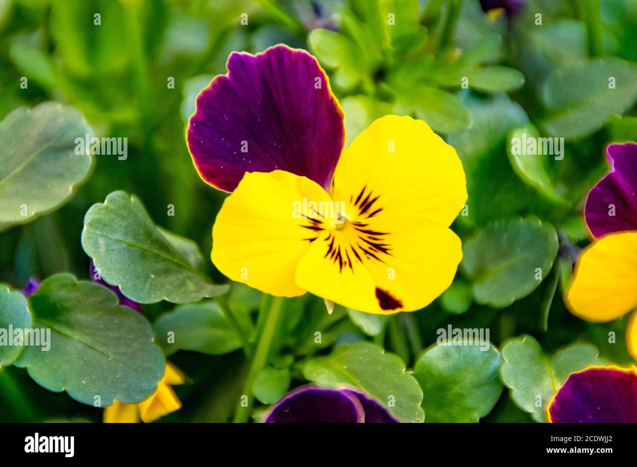 Pansy flower in the flower box Stock Photo - Alamy