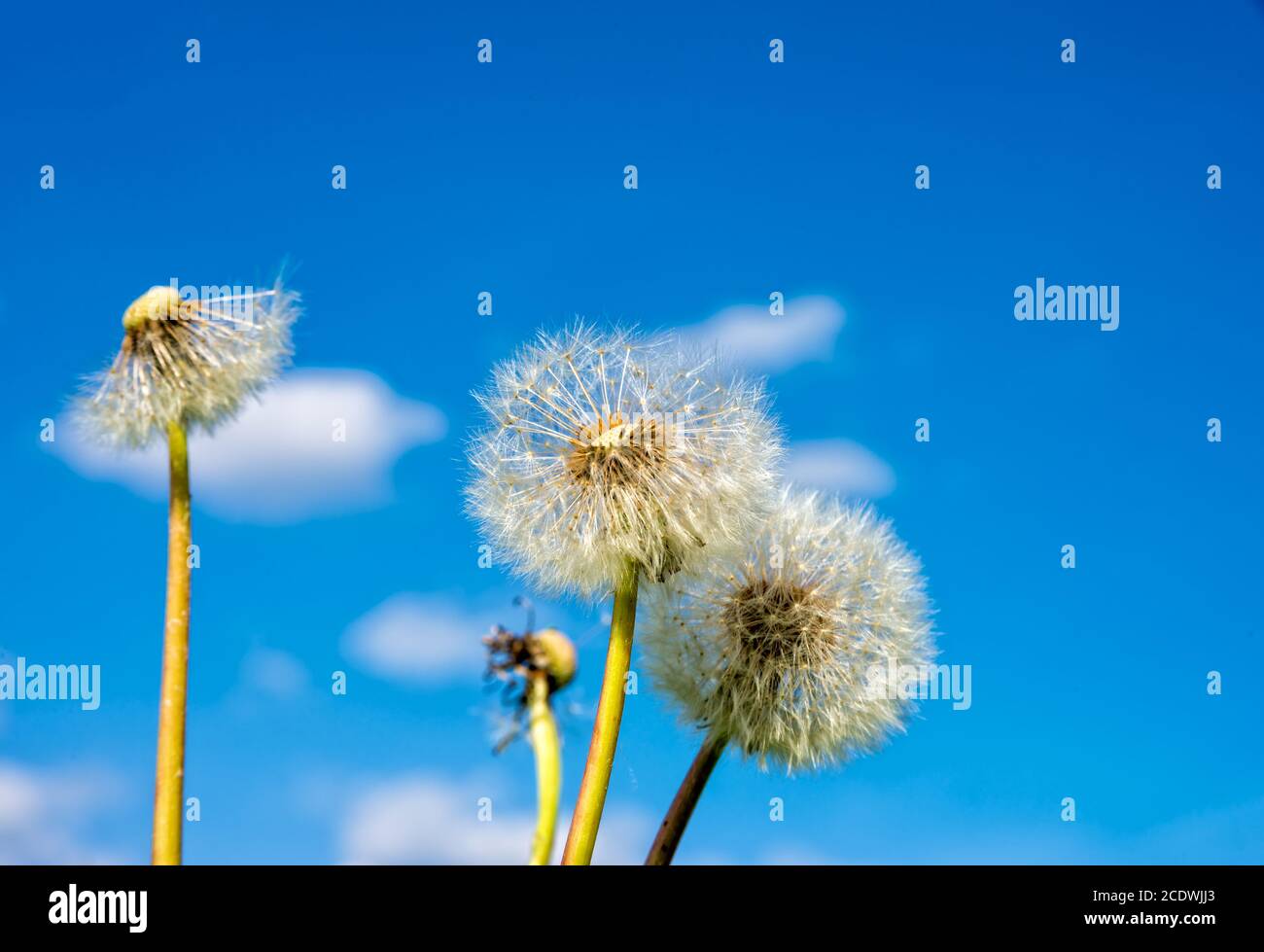 Puff flower hi-res stock photography and images - Alamy