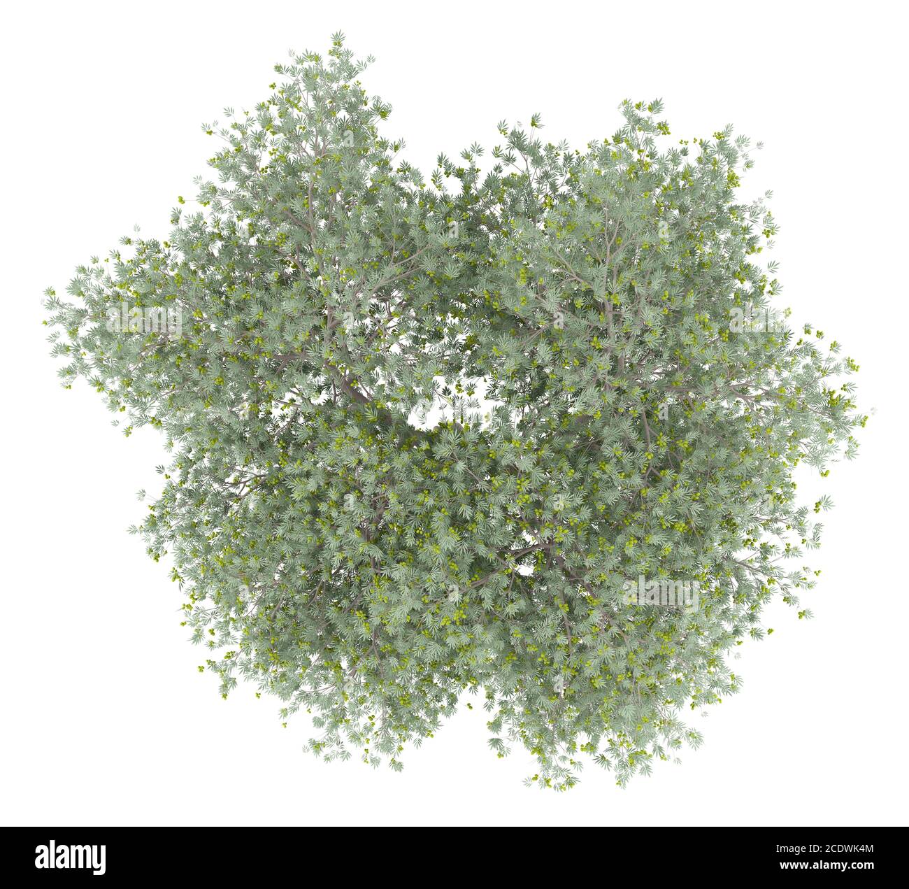 olive tree with olives isolated on white background. top view Stock ...