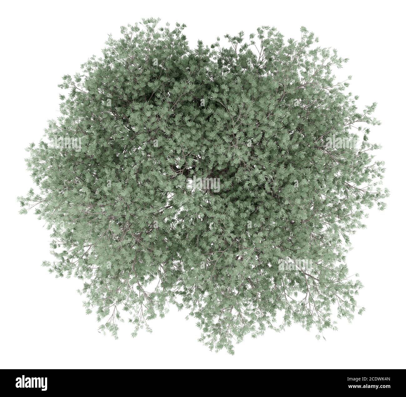 olive tree isolated on white background. top view Stock Photo - Alamy