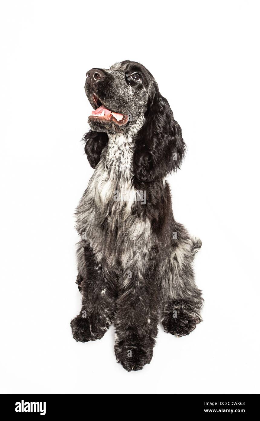 Cocker spaniel sitting Stock Photo - Alamy