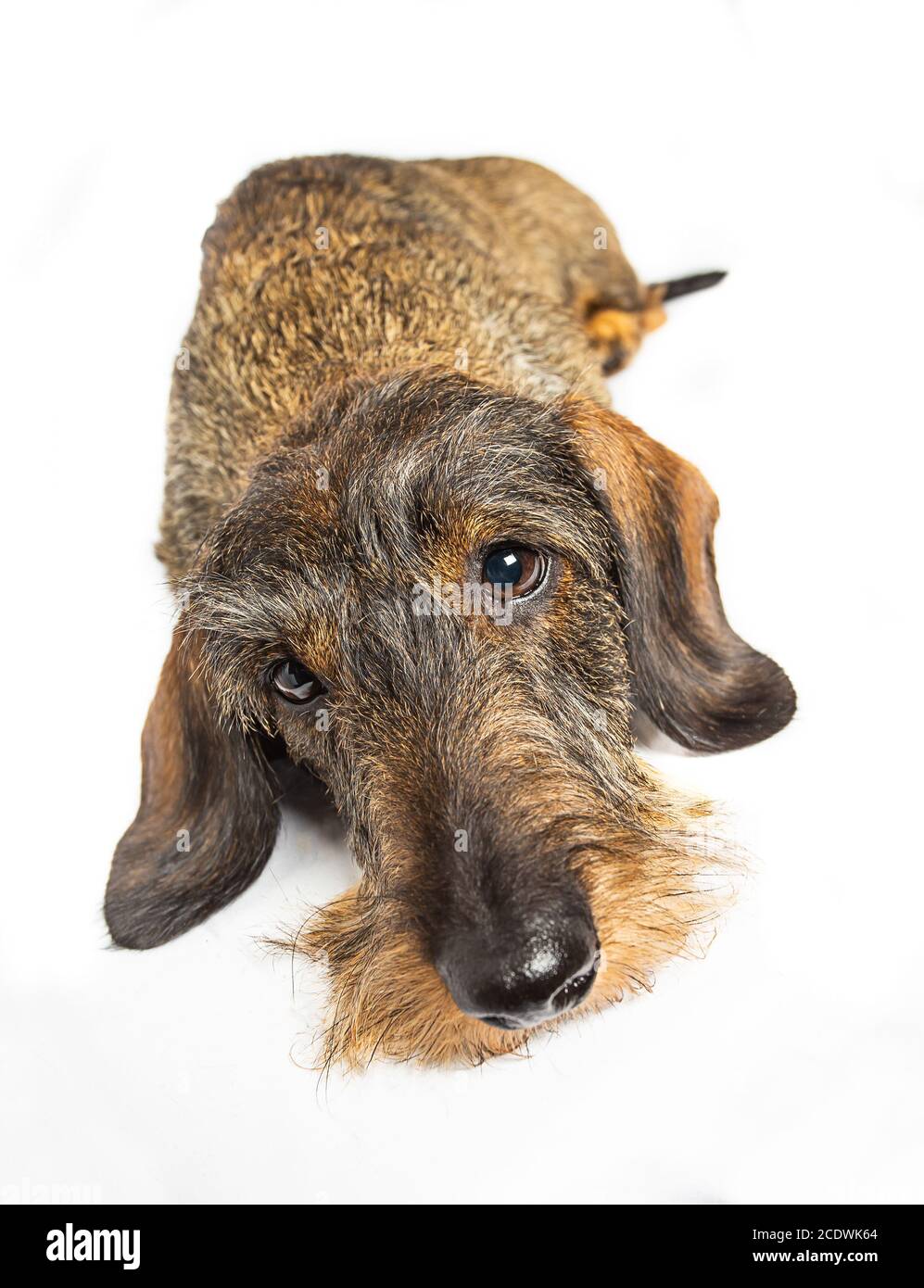 Sleepy dog face hi-res stock photography and images - Alamy