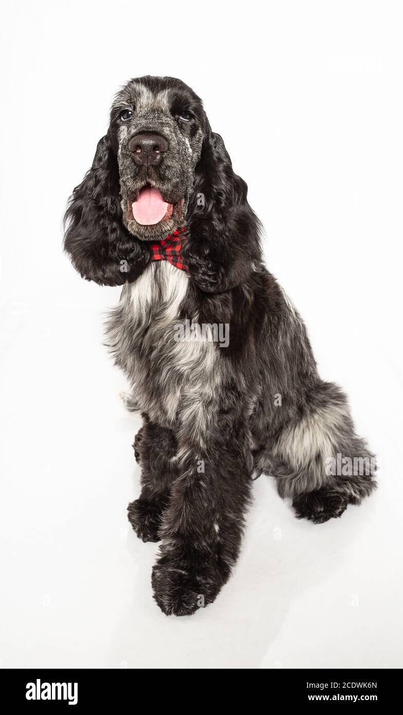 Happy cocker spaniel Stock Photo - Alamy