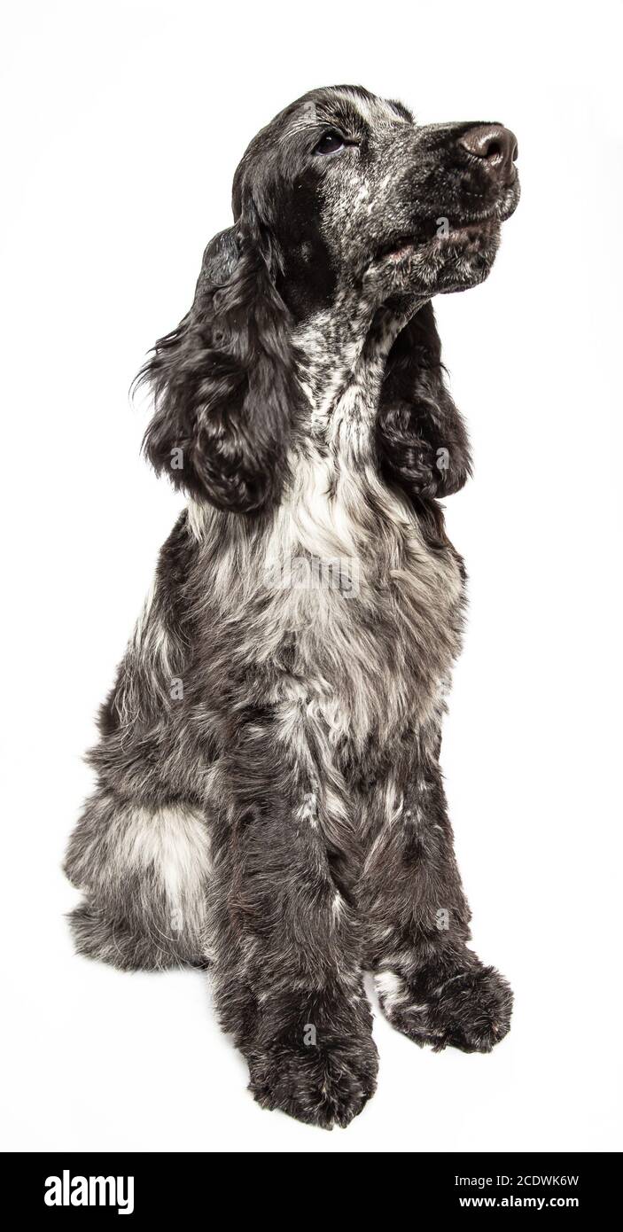 Grey cocker spaniel hi-res stock photography and images - Alamy