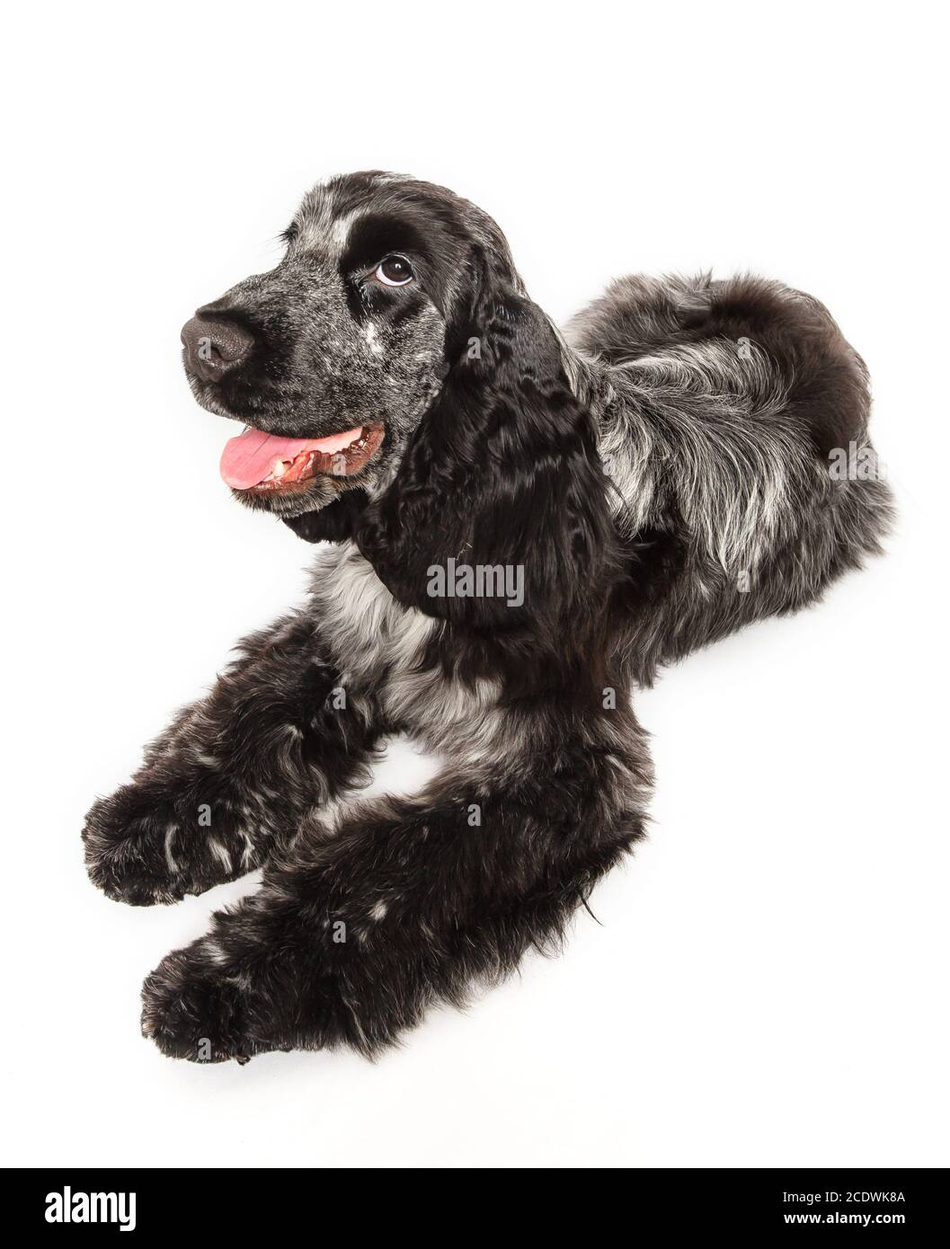 Cocker spaniel laying down Stock Photo - Alamy