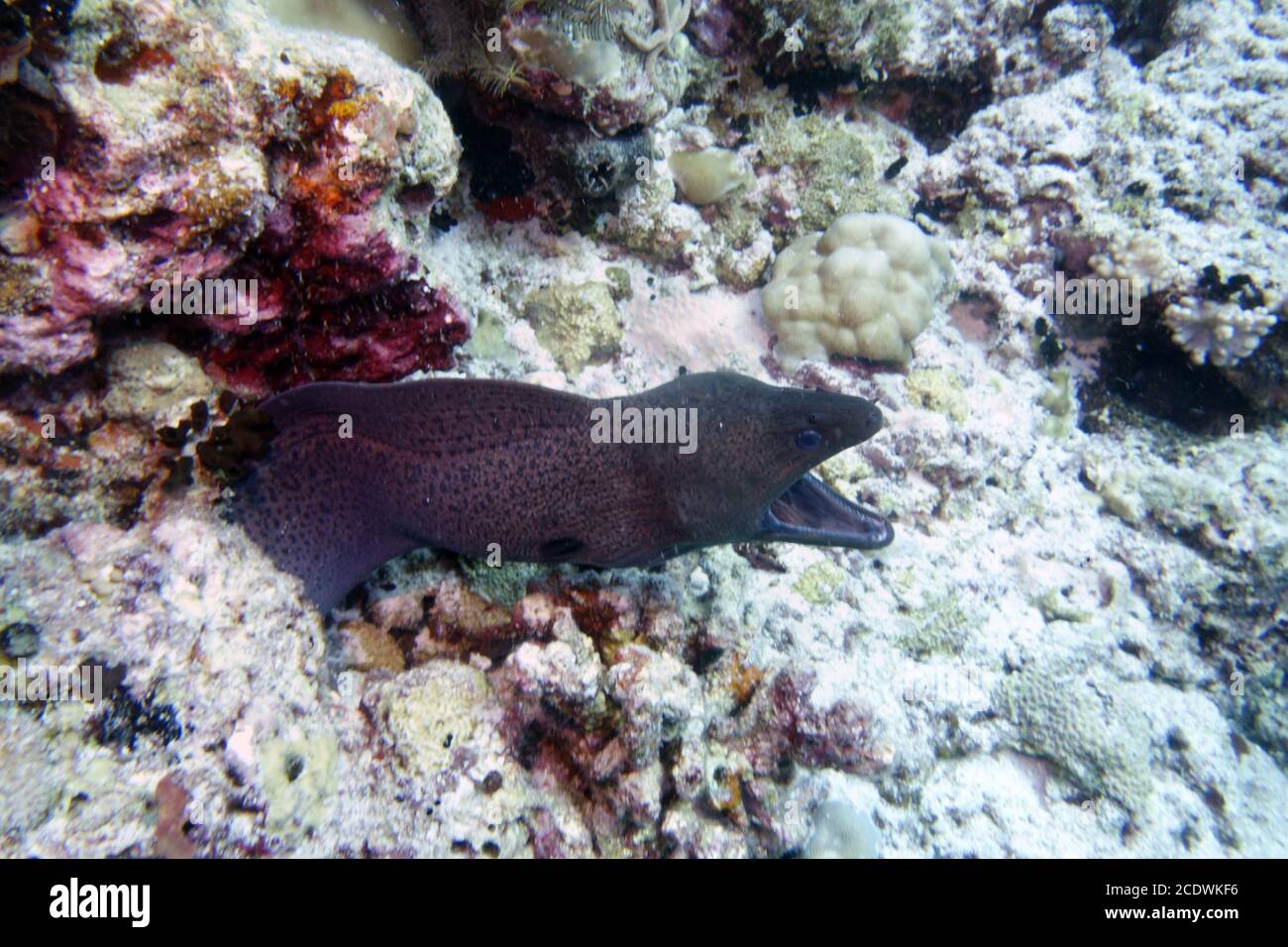 Beautiful moray eel hi-res stock photography and images - Alamy