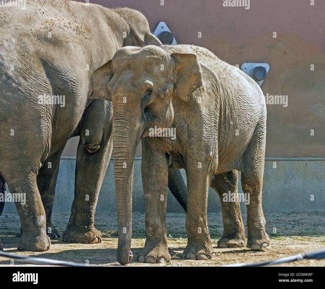 Two silver elephants hi-res stock photography and images - Alamy