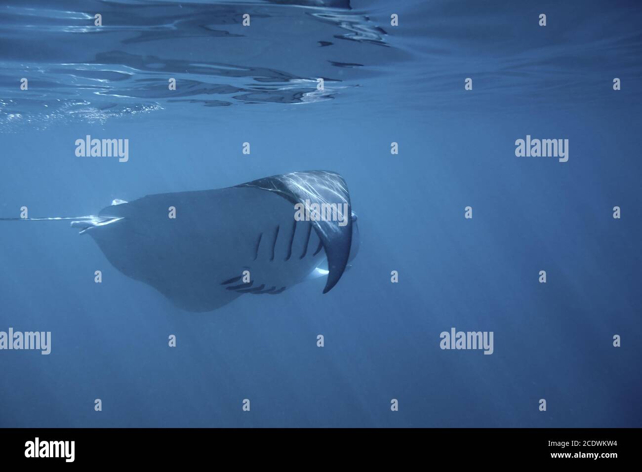 Dancing manta rays in the Maldives Stock Photo - Alamy