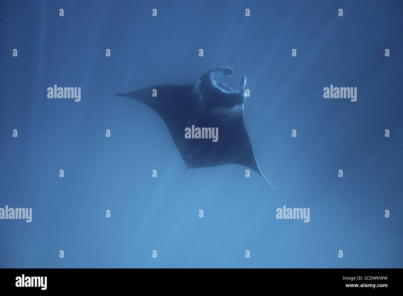 Dancing manta rays in the Maldives Stock Photo - Alamy