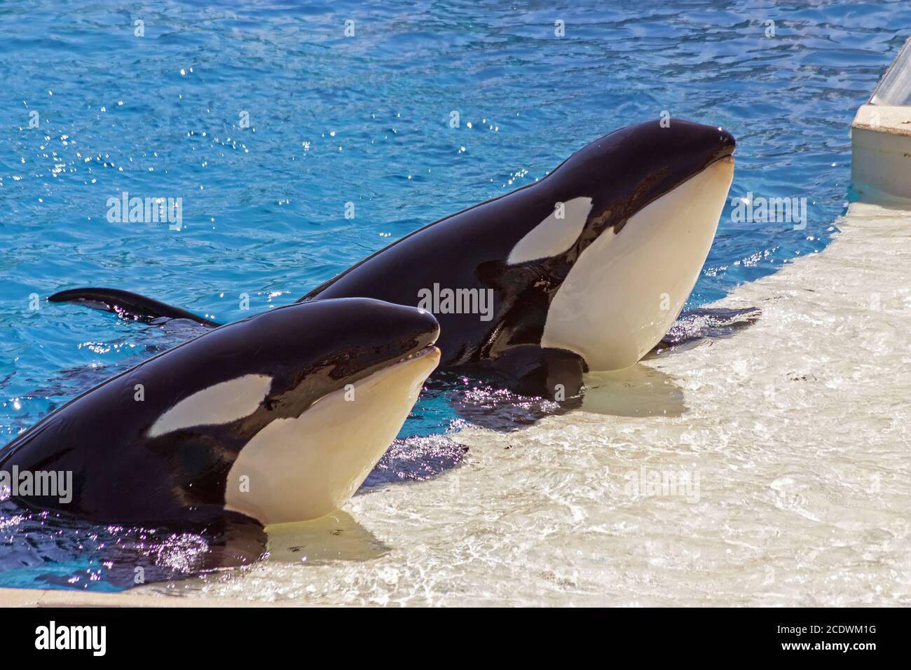 Two killer whale close-up Stock Photo - Alamy