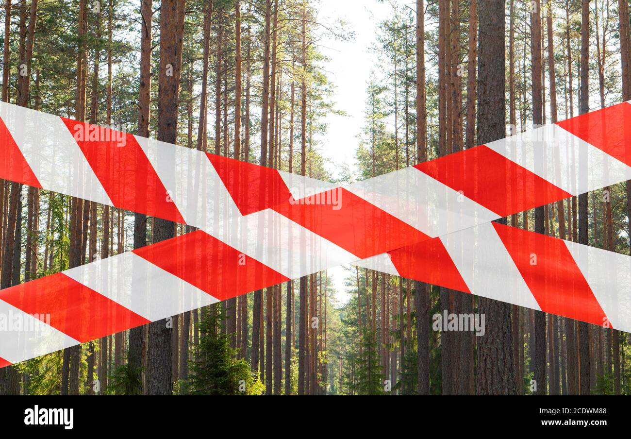 Closed green wild forest. Save the forest from fire. Beautiful green ...