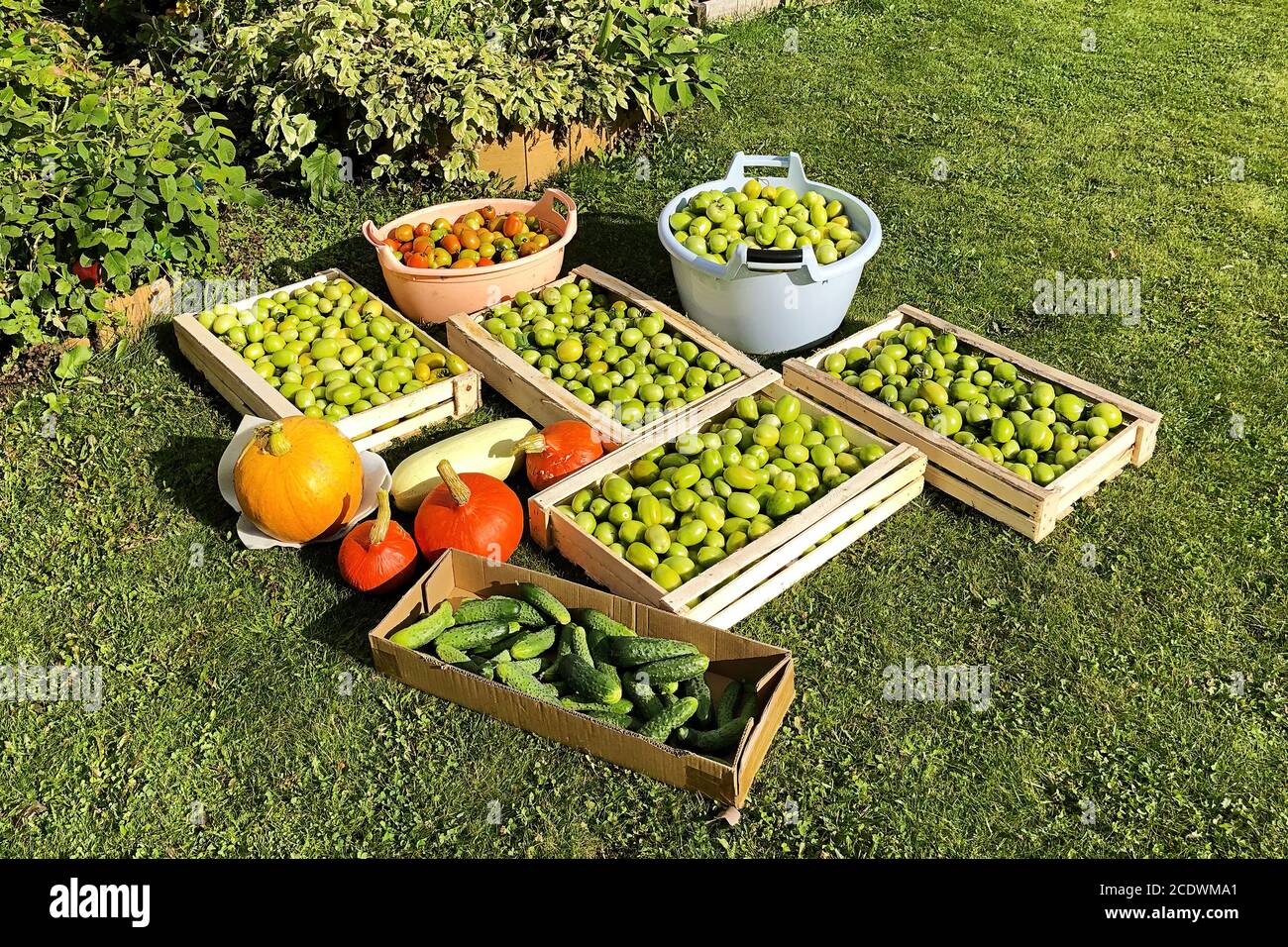 Autumn harvesting vegetables in the backyard garden. Agriculture and ...