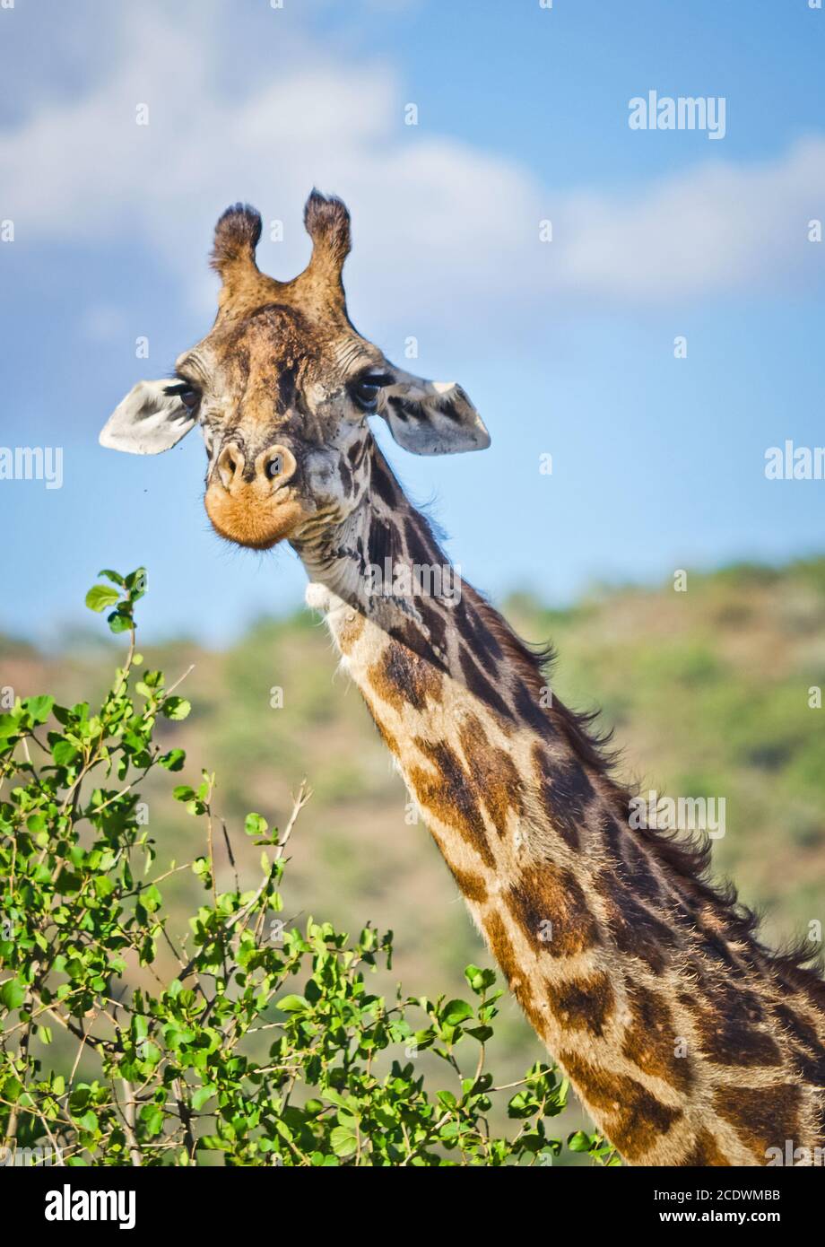 Giraffe in the wild. An animal with a long neck. Wild world of t Stock ...