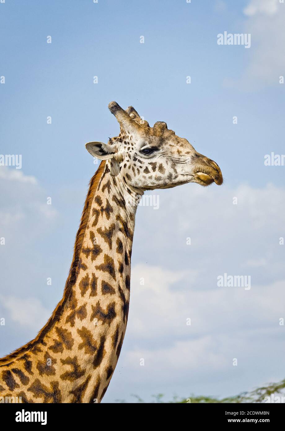 Animal neck hi-res stock photography and images - Alamy