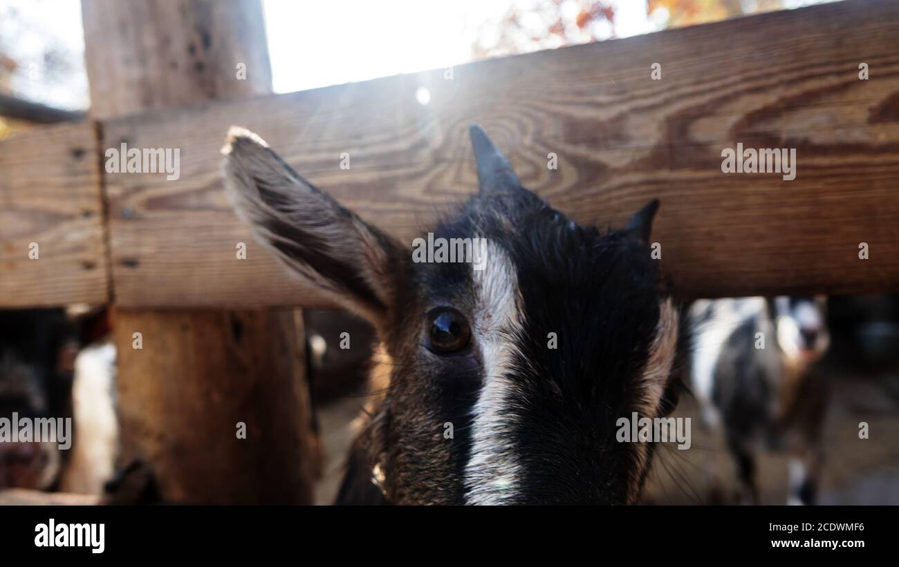 A goat in a pen. Goat face through the fence asks to feed, goat ...