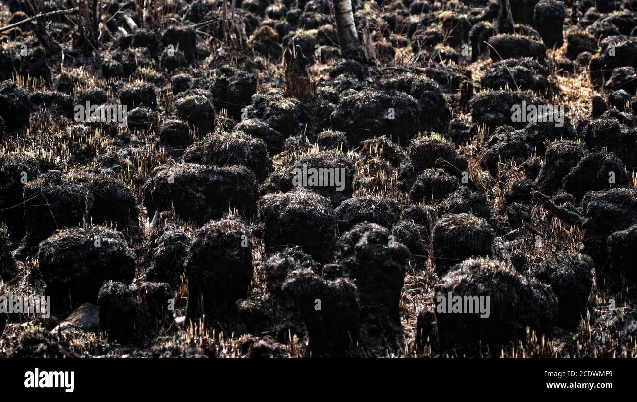 The burnt meadows. Sedge hummocks. Marshland fire Stock Photo - Alamy