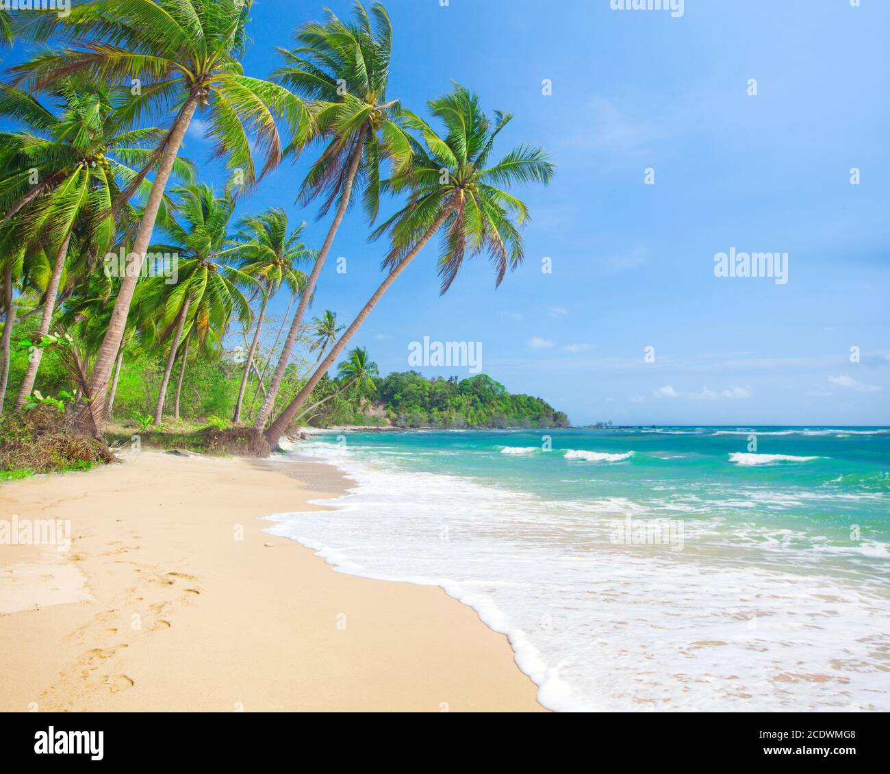 beach and coconut plm tree, Langob beach, Malapascua island, Cebu Stock ...