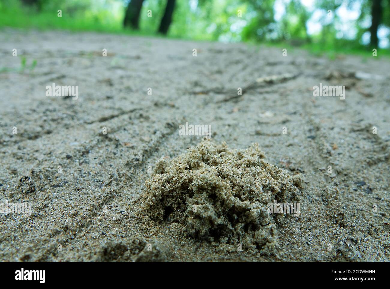 Swift runner ants (Cataglyphis) at entrance to underground anthill ...