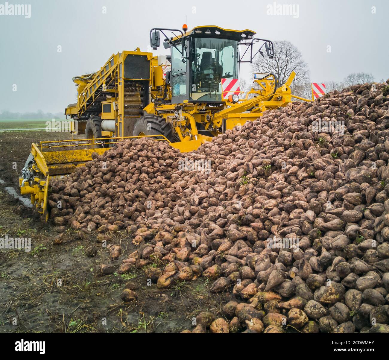 Sugar beet harvest with a Sugarbeet harvester an agricultural machine ...