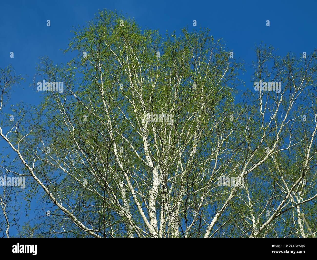 Old birch tree in early springtime with leaves, buds open and bloom ...