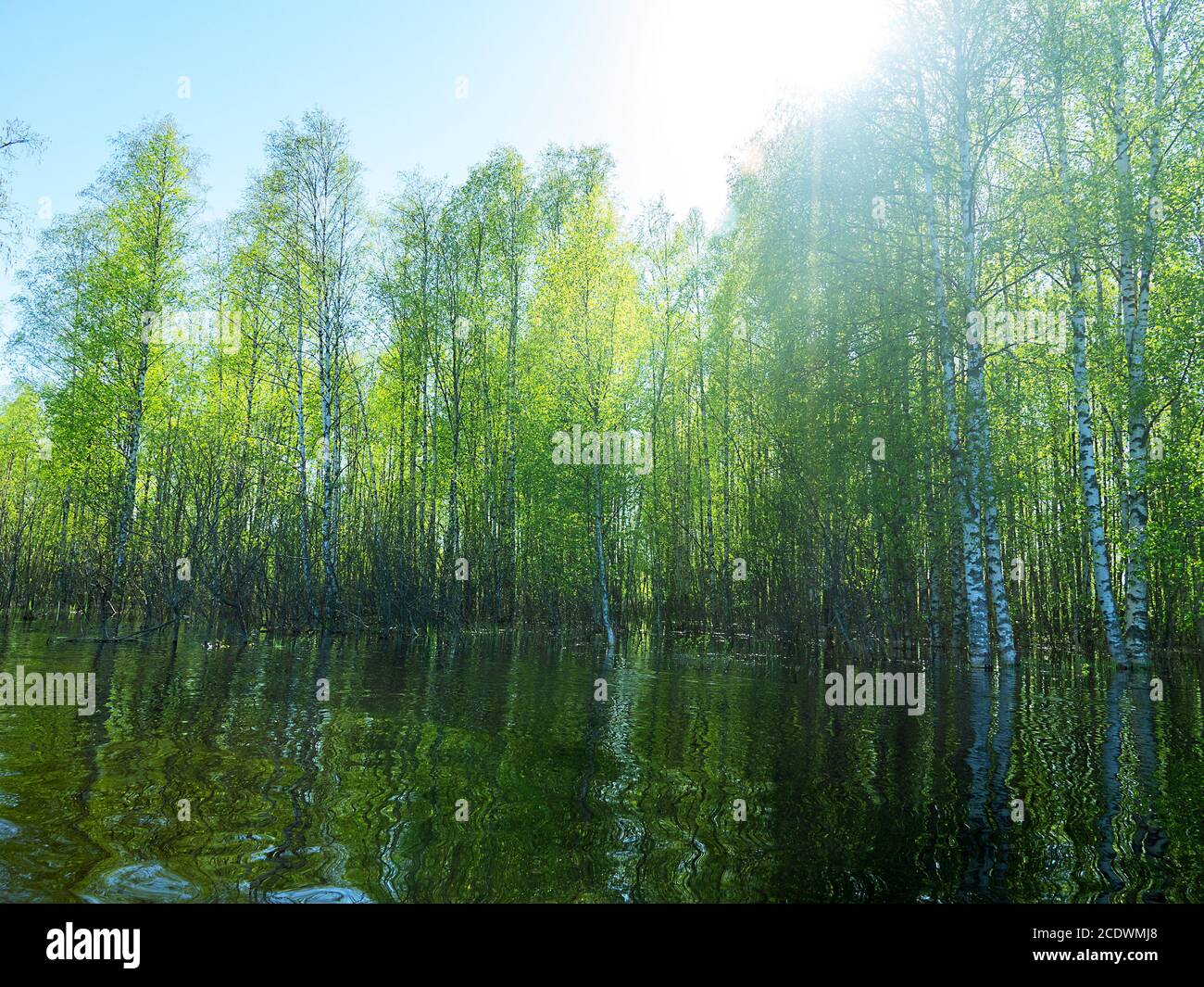 Swampy areas hi-res stock photography and images - Alamy