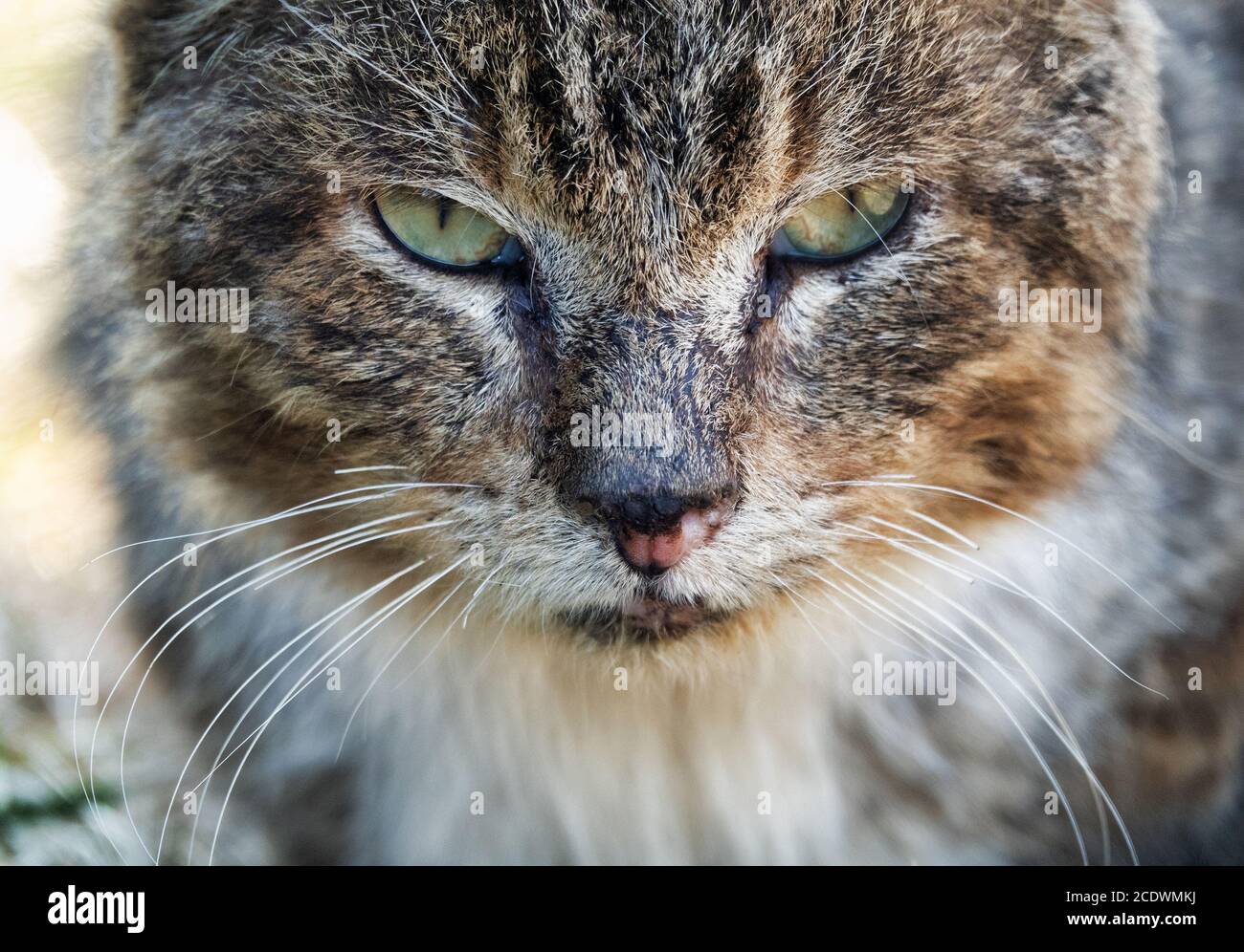 Wild stray cat in village. A very wayward and cunning cat walks around ...