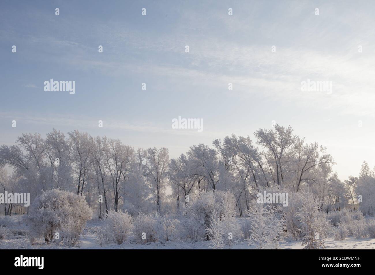 Beautiful winter frosty forest covered with snow and hoarfrost Stock ...