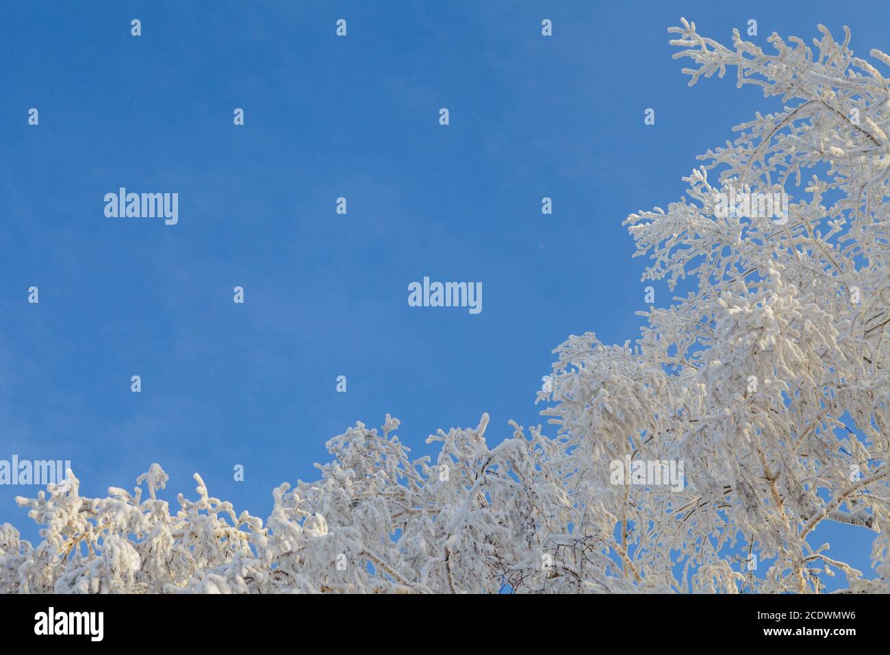 winter landscape, branches of trees in frost Stock Photo - Alamy